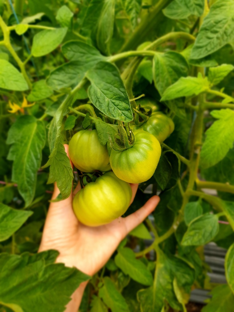 Our Products – Planted Passion Agriculture